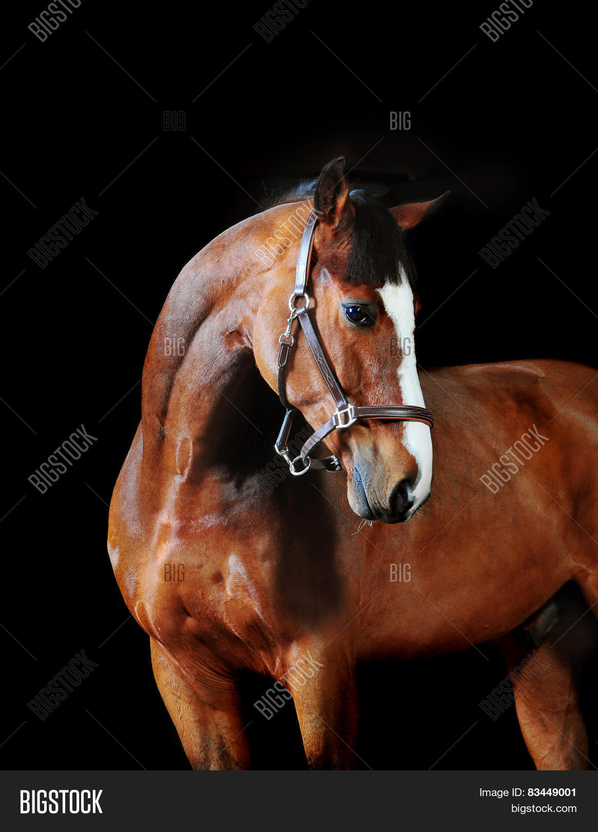 Bay Horse Stallion Image & Photo (Free Trial) | Bigstock