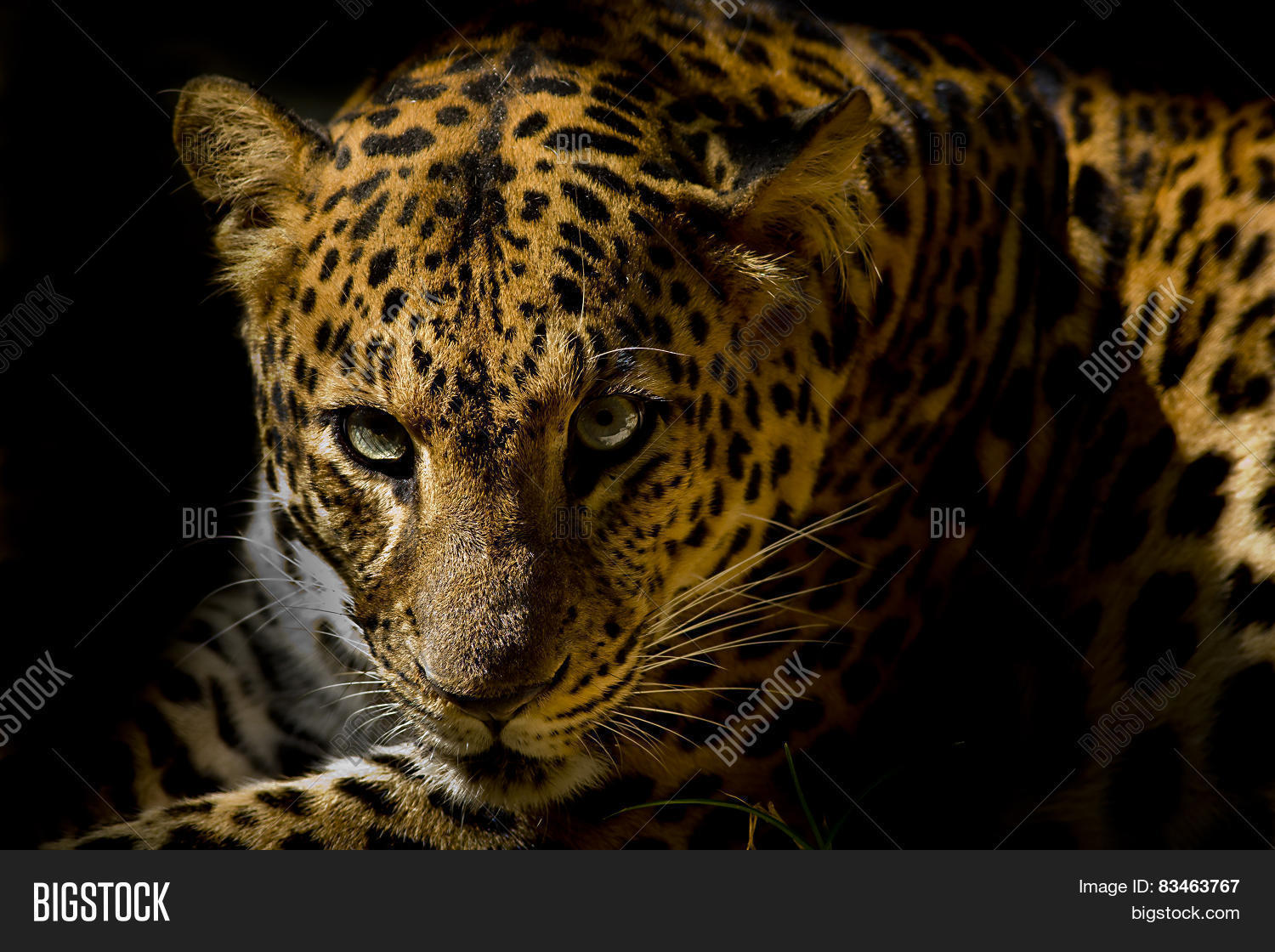 Leopard Portrait Image & Photo (Free Trial) | Bigstock