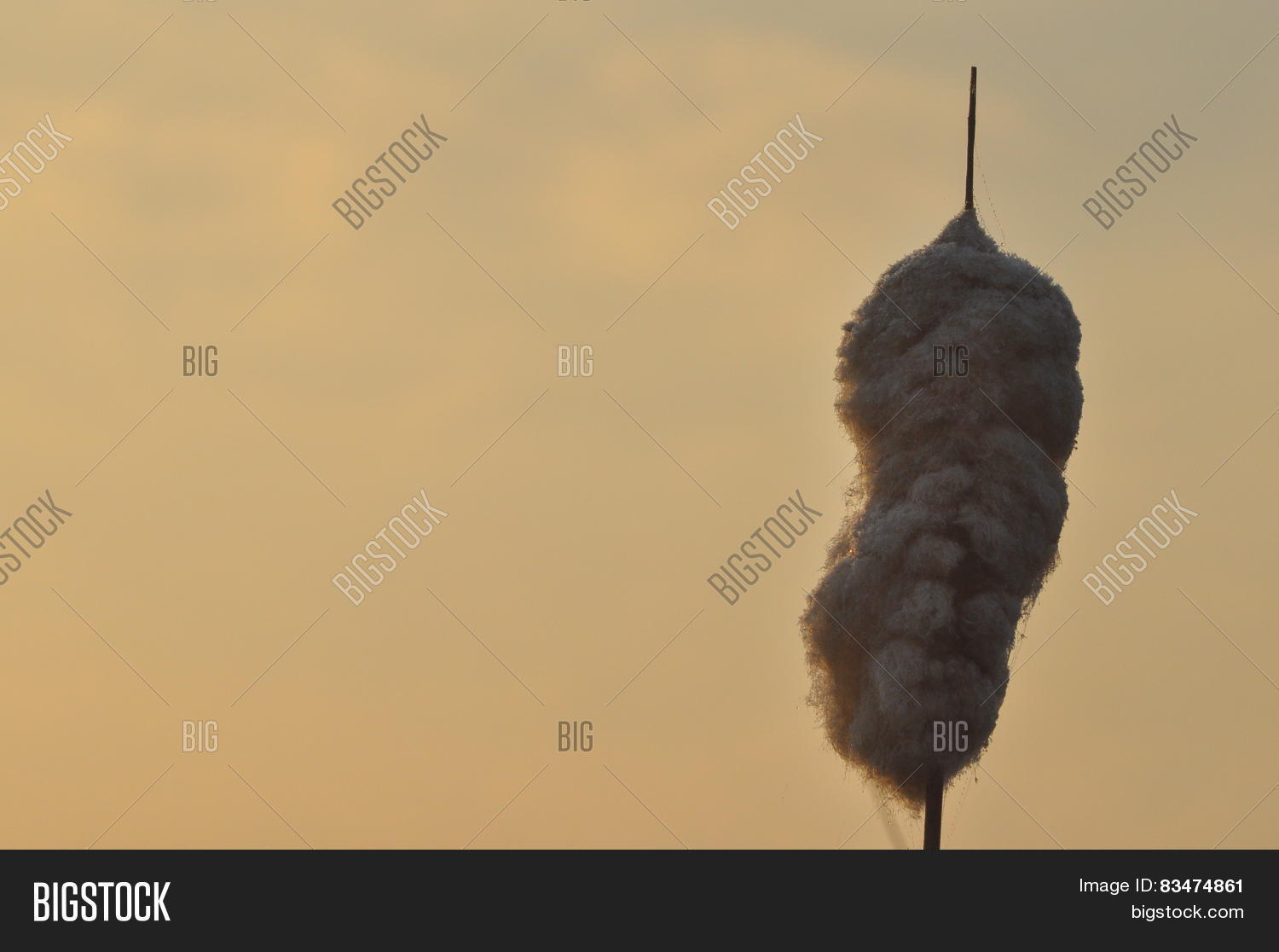 Water Truncheons. Image & Photo (Free Trial) | Bigstock