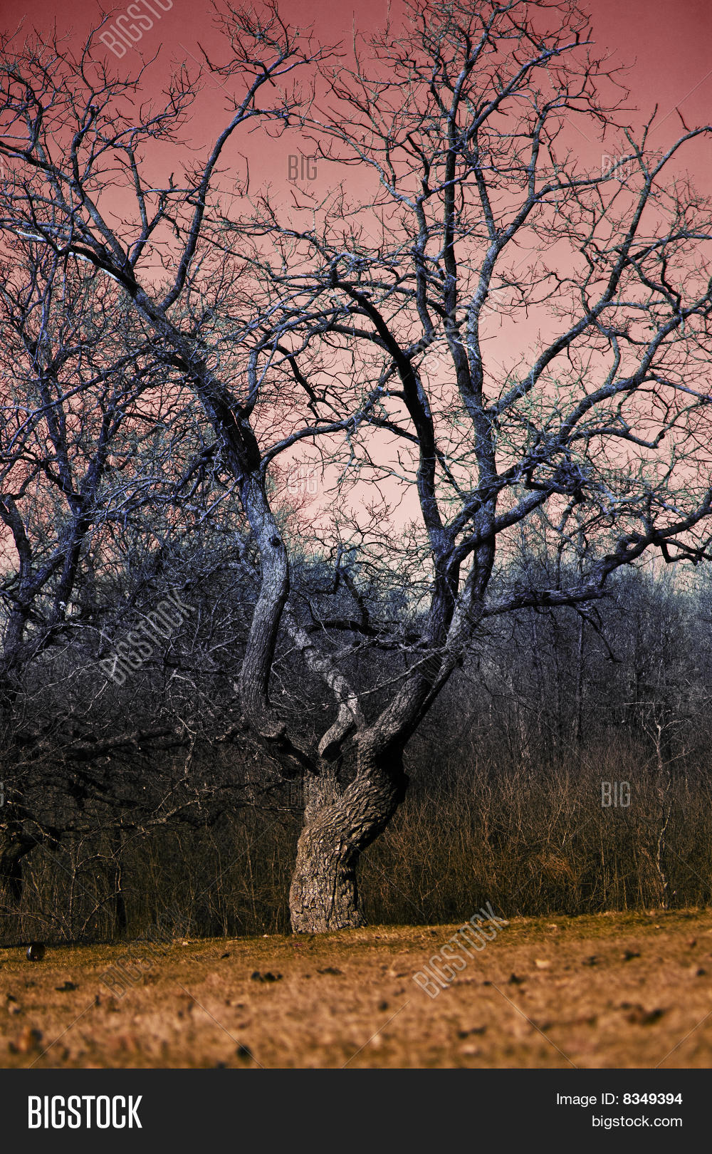 Horror Tree Image & Photo (Free Trial) | Bigstock
