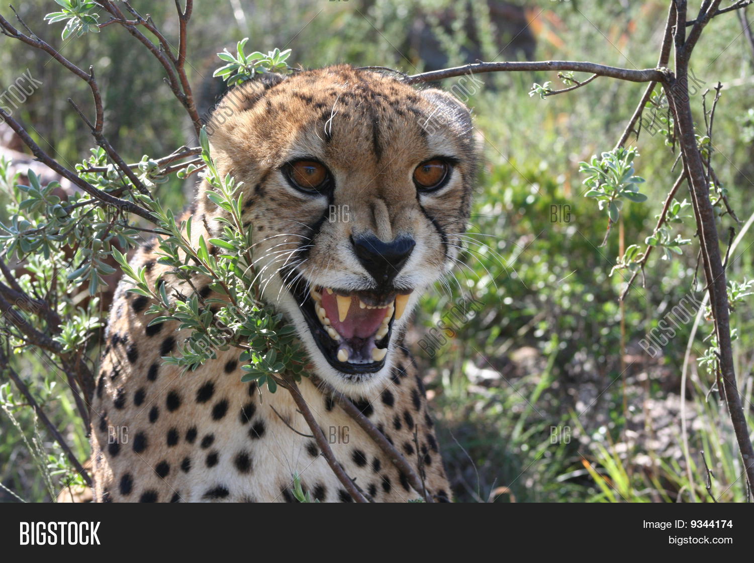 Cheetah Attack Image & Photo (Free Trial) | Bigstock