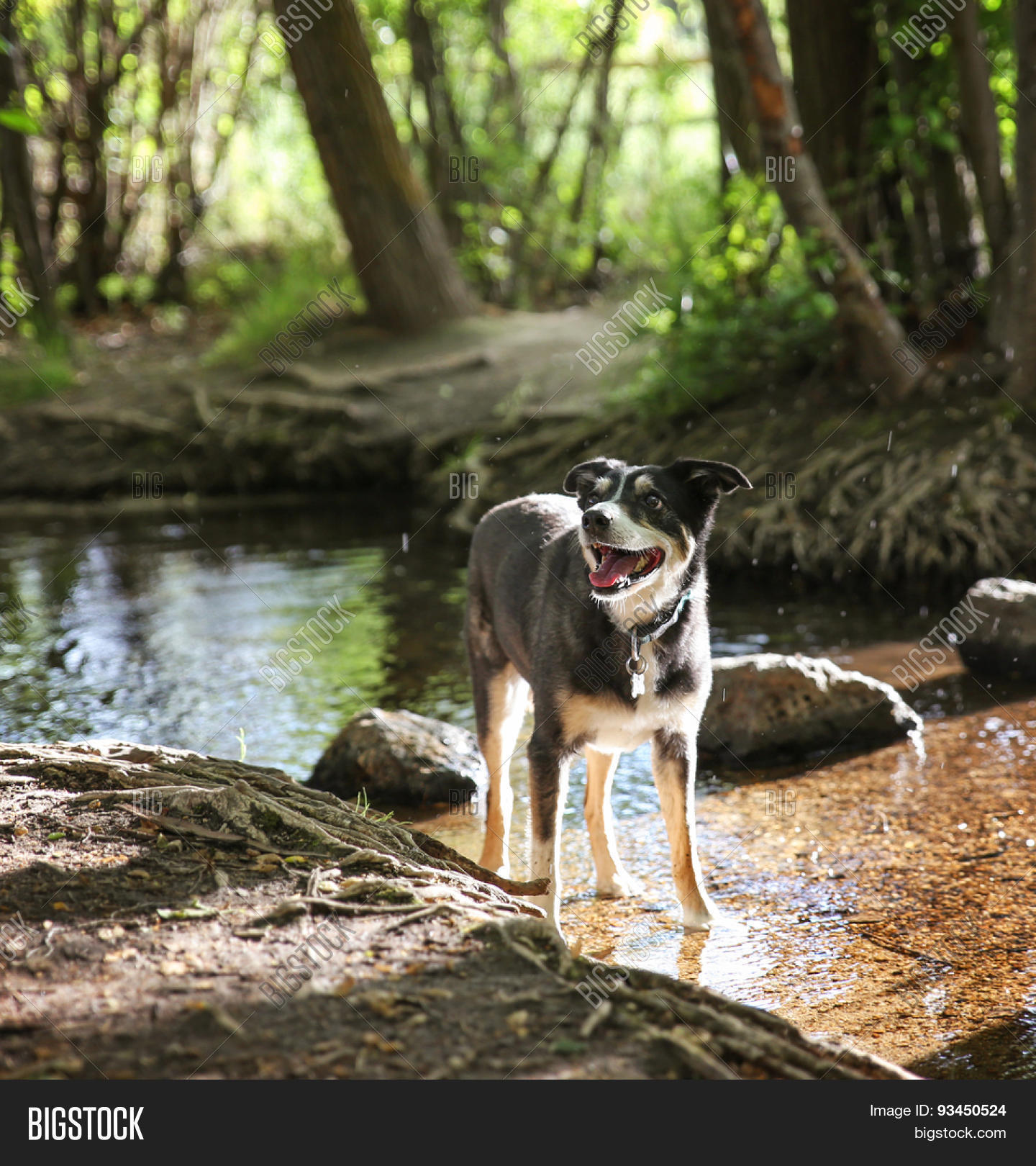 Dog Out Nature Image & Photo (Free Trial) | Bigstock