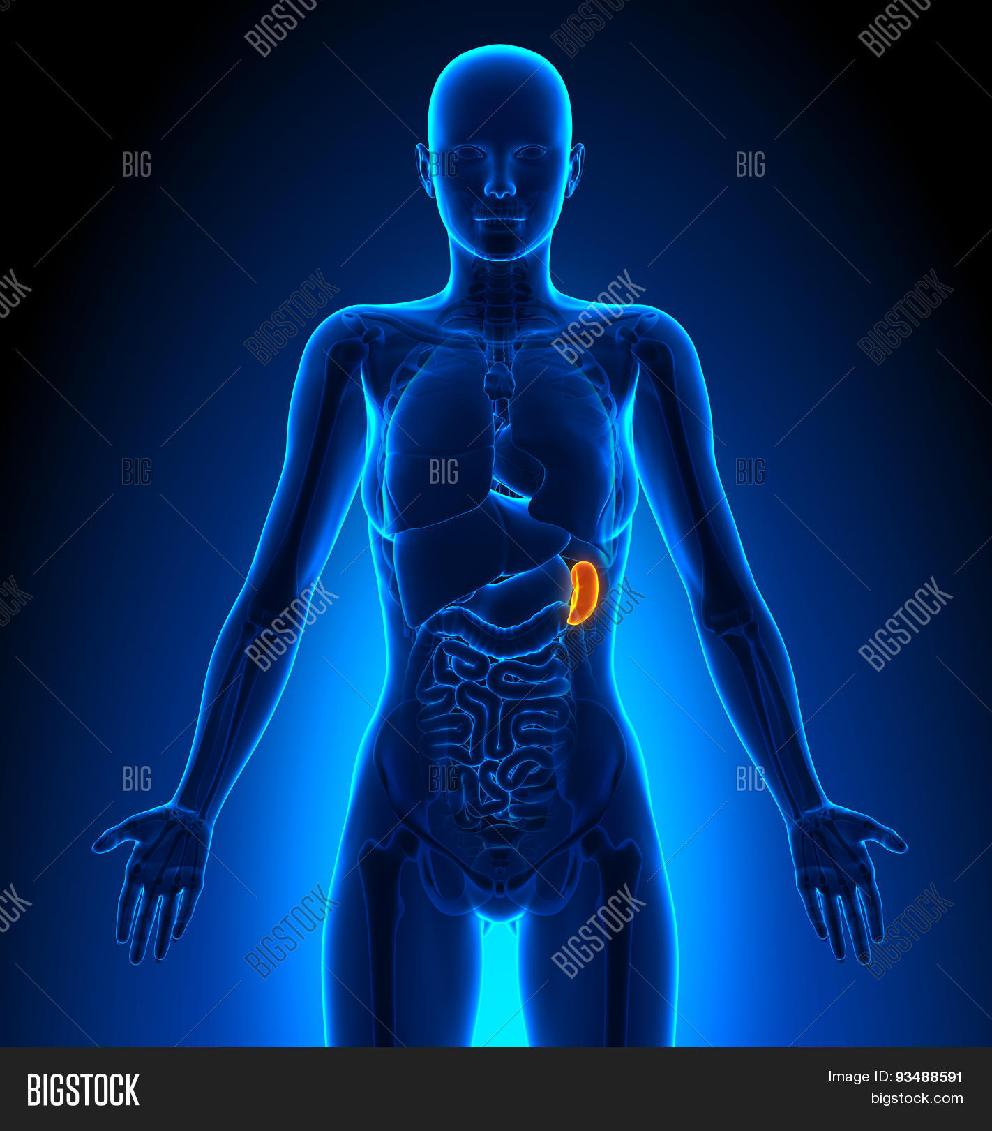 Spleen - Female Organs Image & Photo (Free Trial) | Bigstock