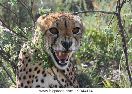 Cheetah Attack Image & Photo (Free Trial) | Bigstock