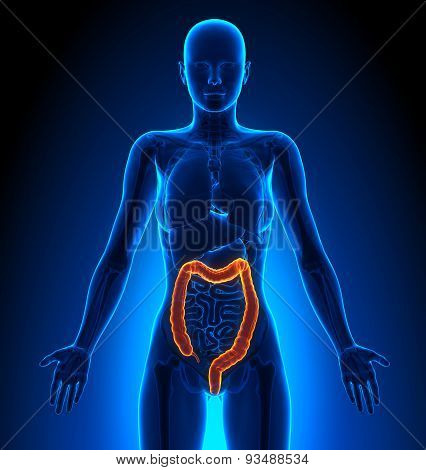 Colon - Female Organs Image & Photo (Free Trial) | Bigstock