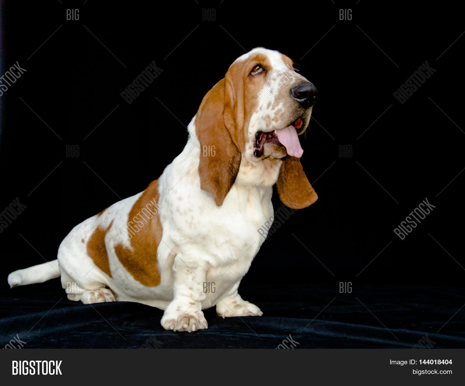 Dog Breed Basset Hound Image & Photo (Free Trial) | Bigstock