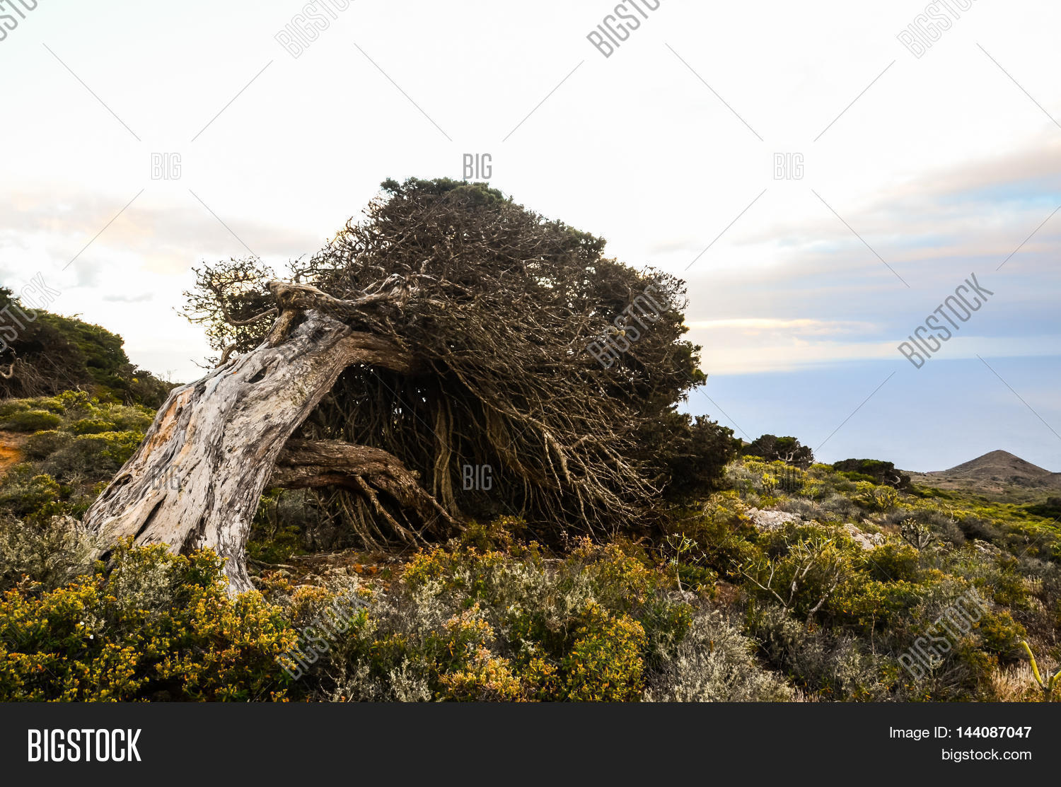 Gnarled Juniper Tree Image & Photo (Free Trial) | Bigstock