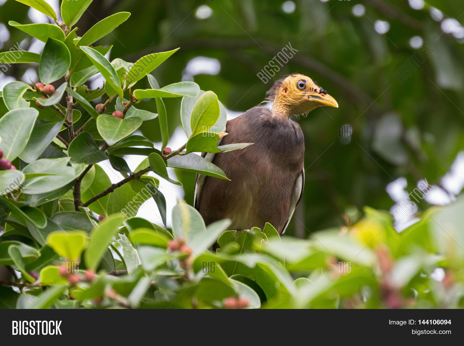 Bald Headed Common Image & Photo (Free Trial) | Bigstock