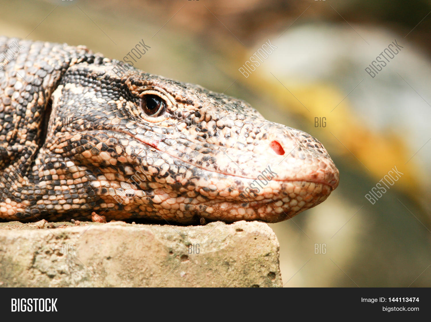 Asian Giant Water Image & Photo (Free Trial) | Bigstock