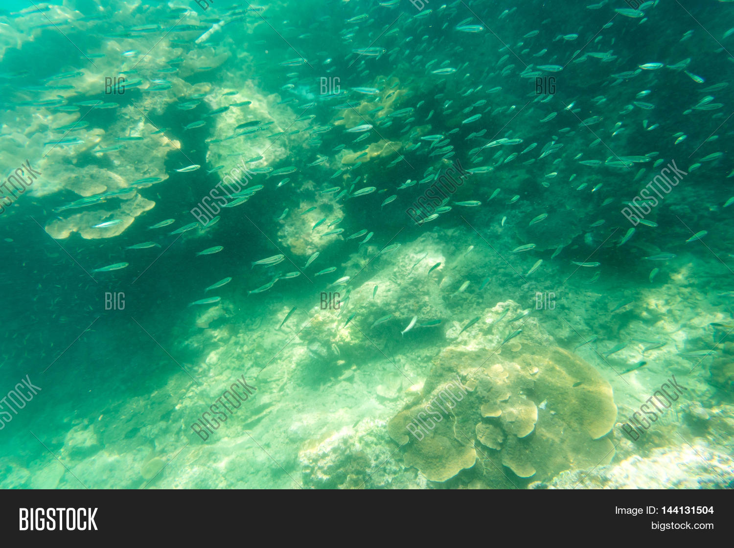 Group Small Fish Sea Image & Photo (Free Trial) | Bigstock