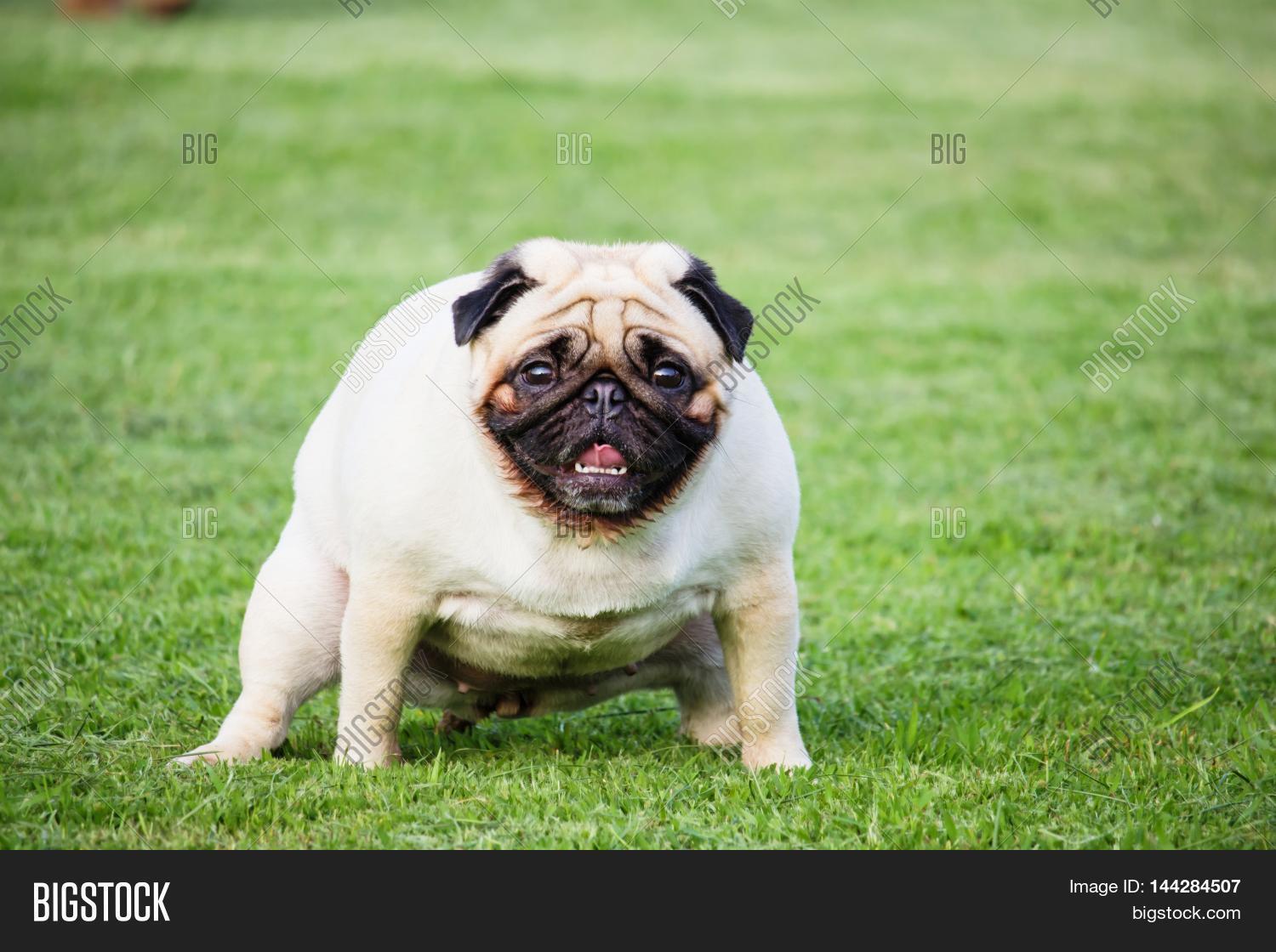 Dog Breeds Pug Feces Image & Photo (Free Trial) | Bigstock