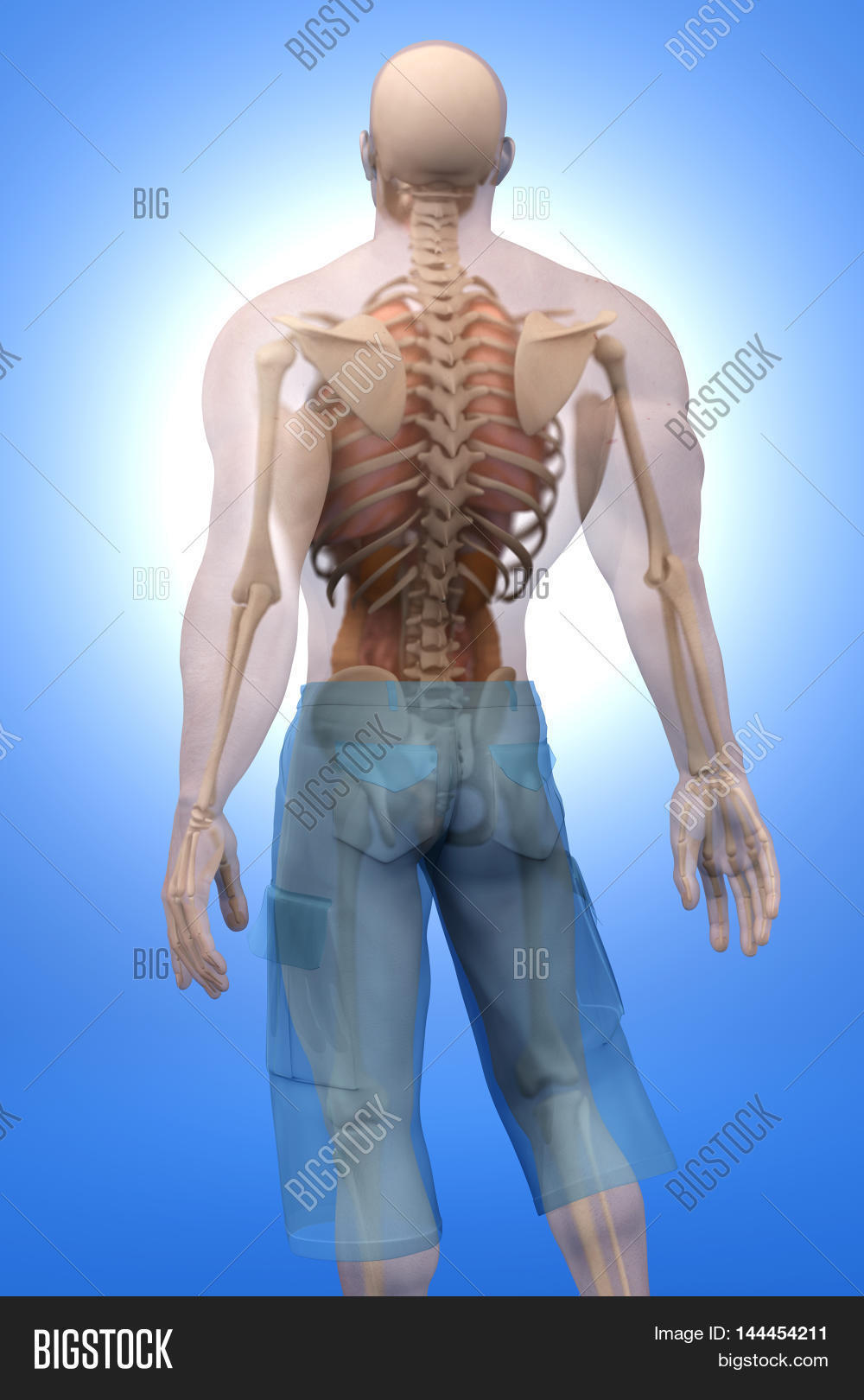 3D Visualization Human Image & Photo (Free Trial) | Bigstock