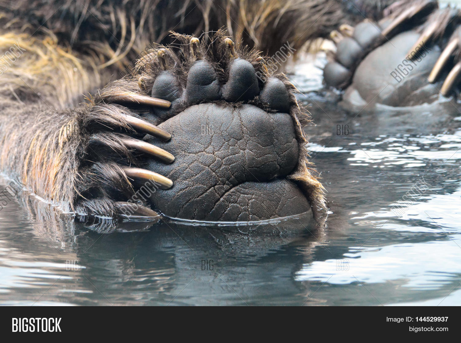 Grizzly Bear Floating Image & Photo (Free Trial) | Bigstock