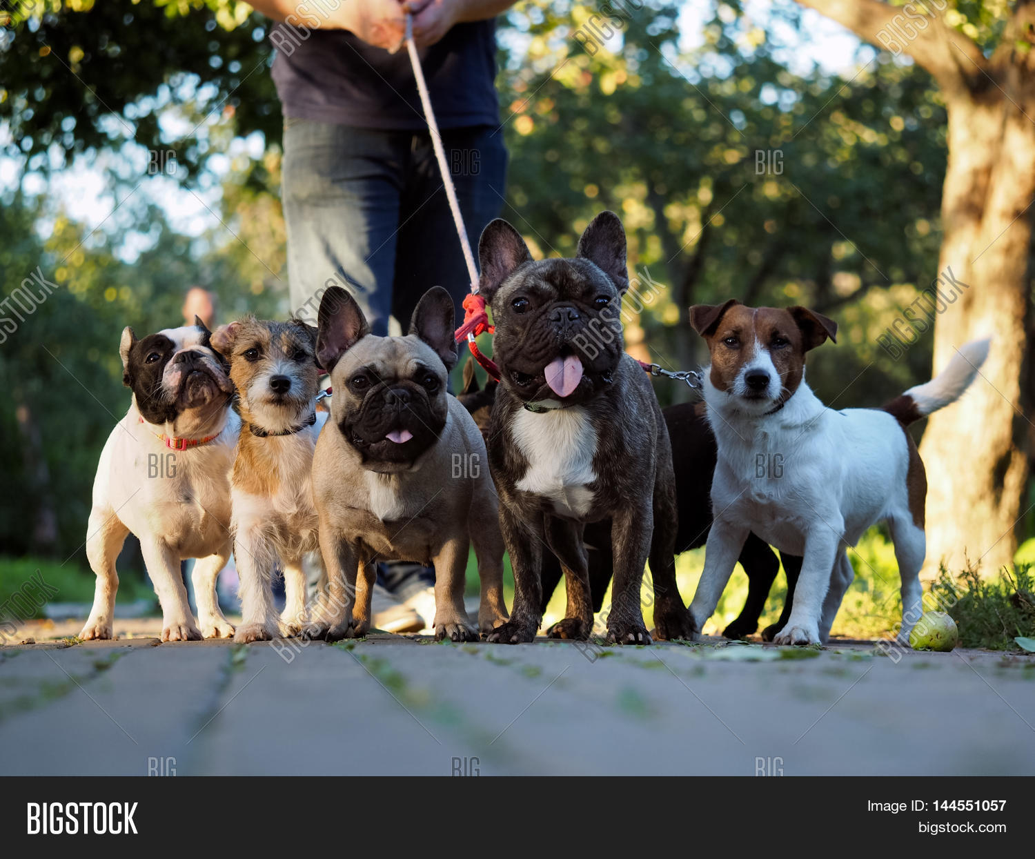 Walking Dogs. Many Image & Photo (Free Trial) | Bigstock