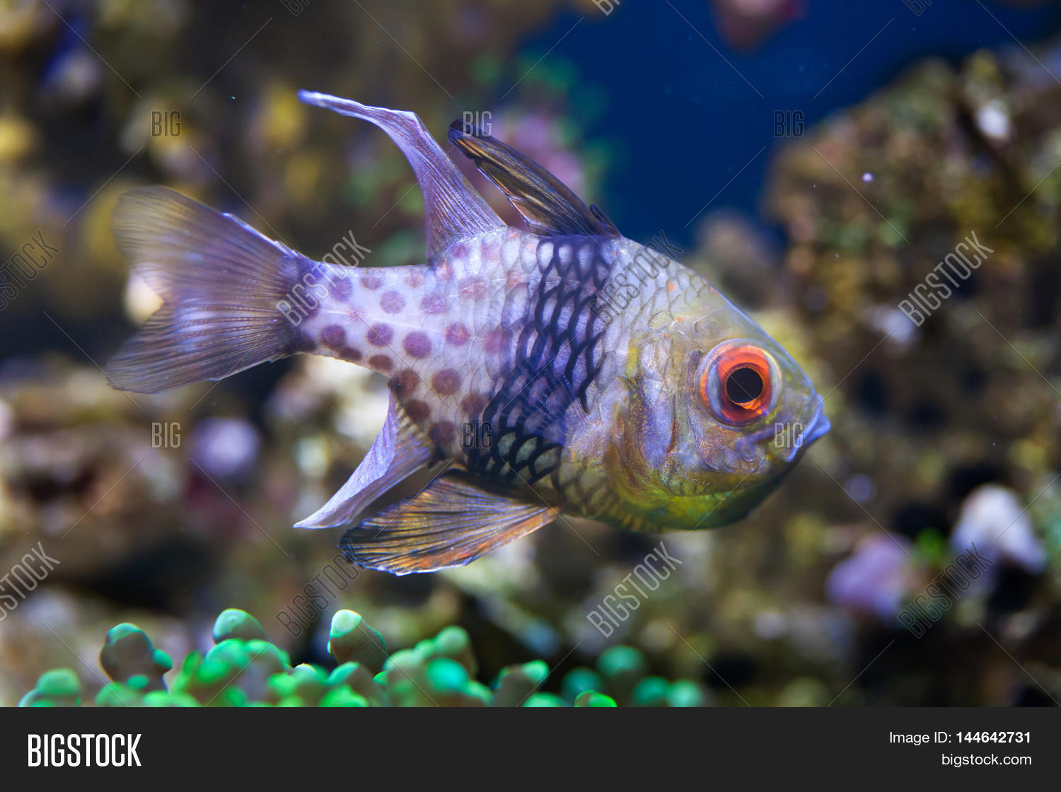 Pajama Cardinalfish ( Image & Photo (Free Trial) | Bigstock