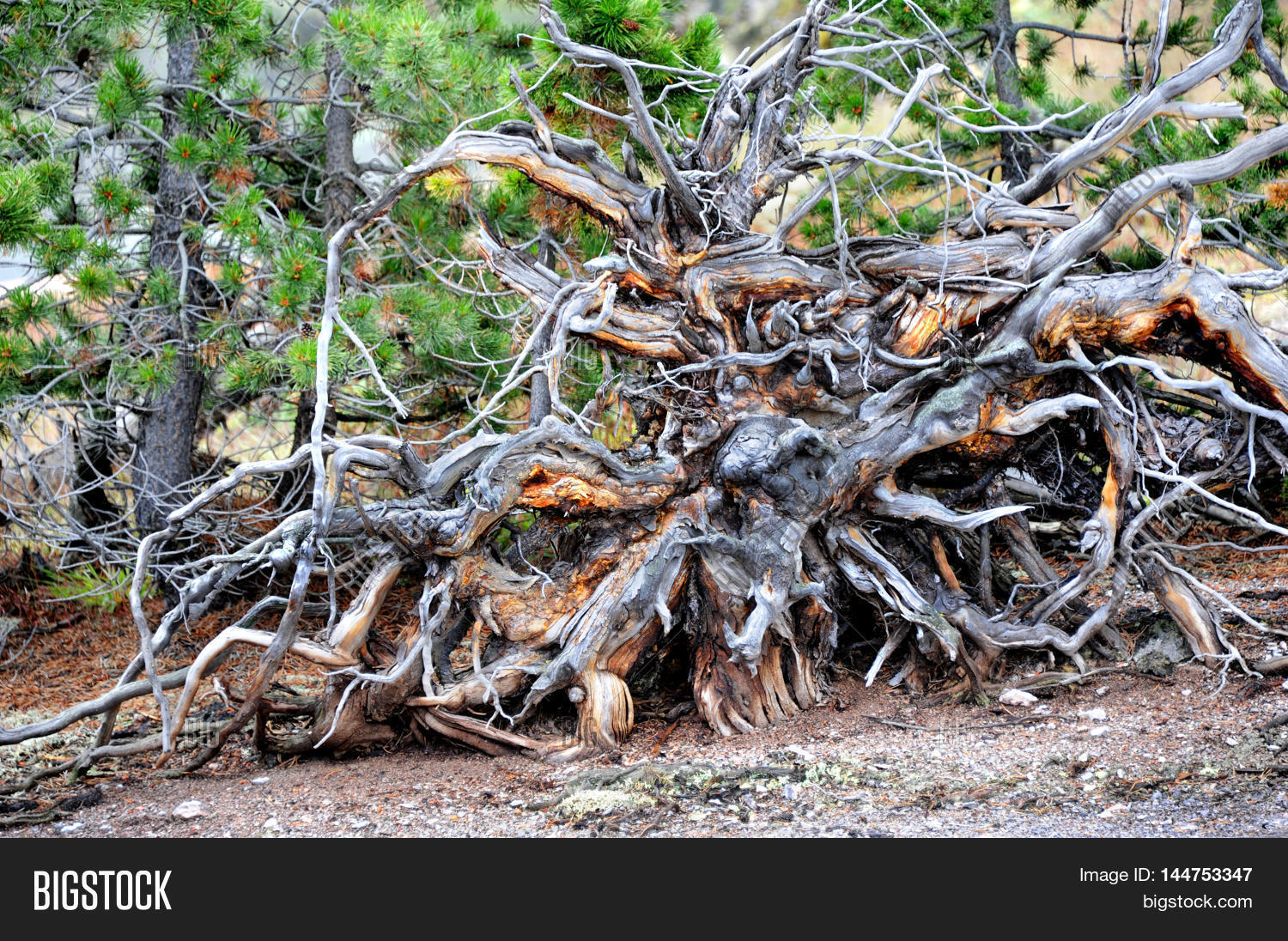 Big Root System Image & Photo (Free Trial) | Bigstock