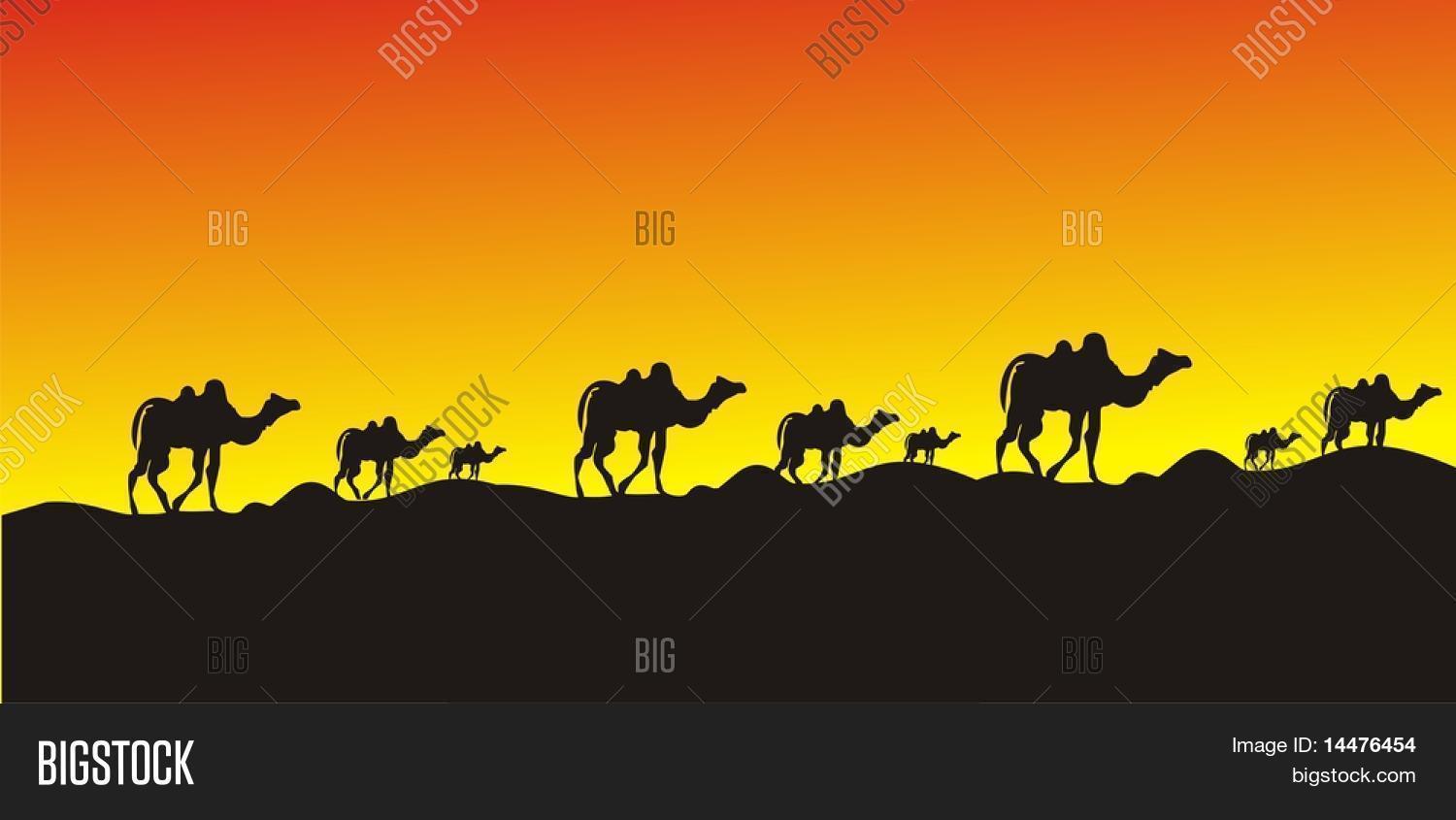 Group Camels Egypt Image & Photo (Free Trial) | Bigstock