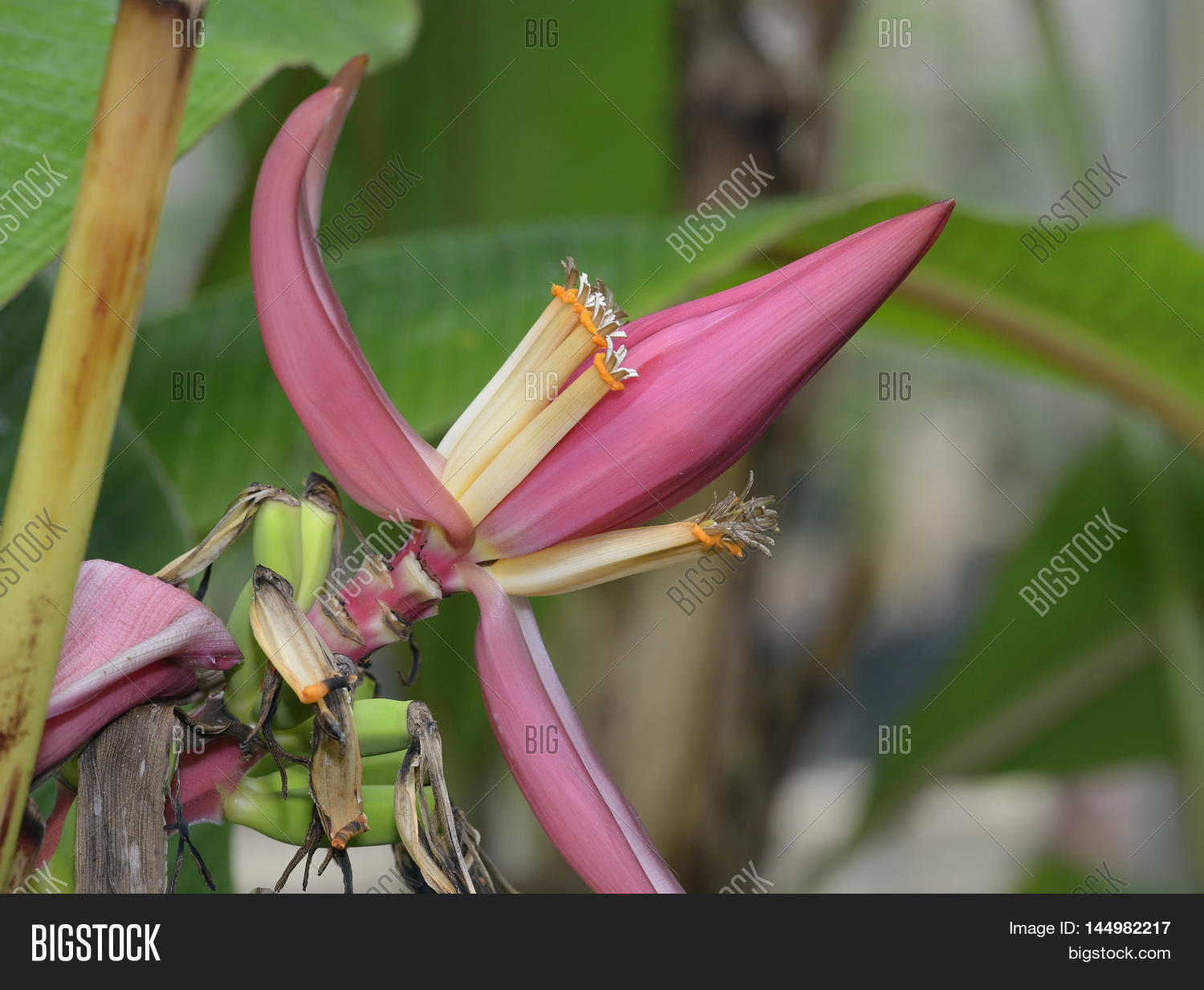 Wild Banana Species Image & Photo (Free Trial) | Bigstock