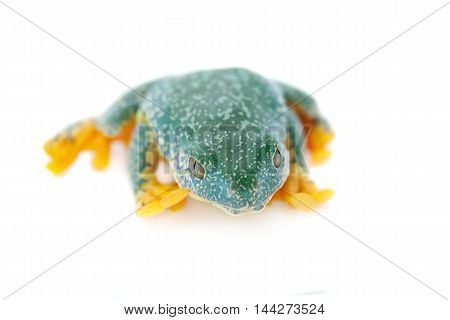 Fringe Tree Frog, Image & Photo (Free Trial) | Bigstock