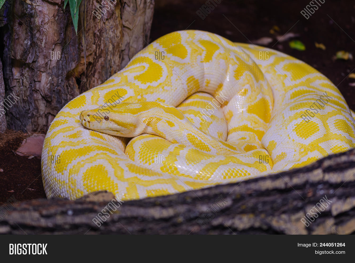 Big Albino Burmese Python