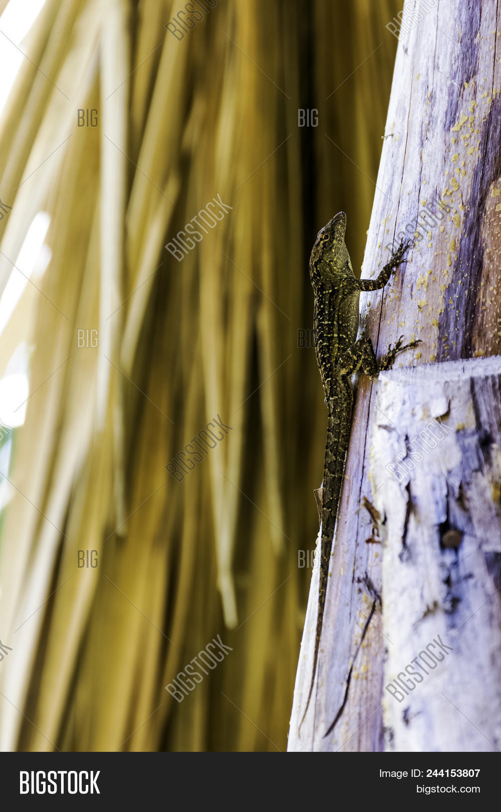 Brown Anole (anolis Image & Photo (Free Trial) | Bigstock