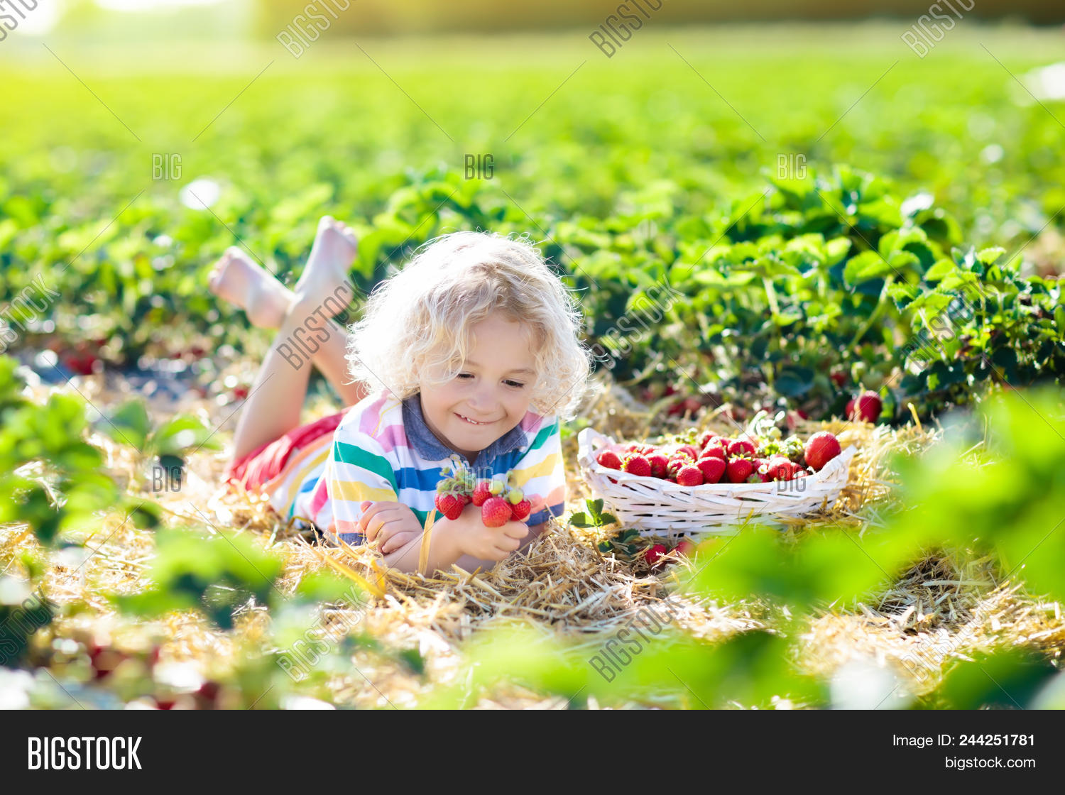 Kids Pick Strawberry Image & Photo (Free Trial) | Bigstock