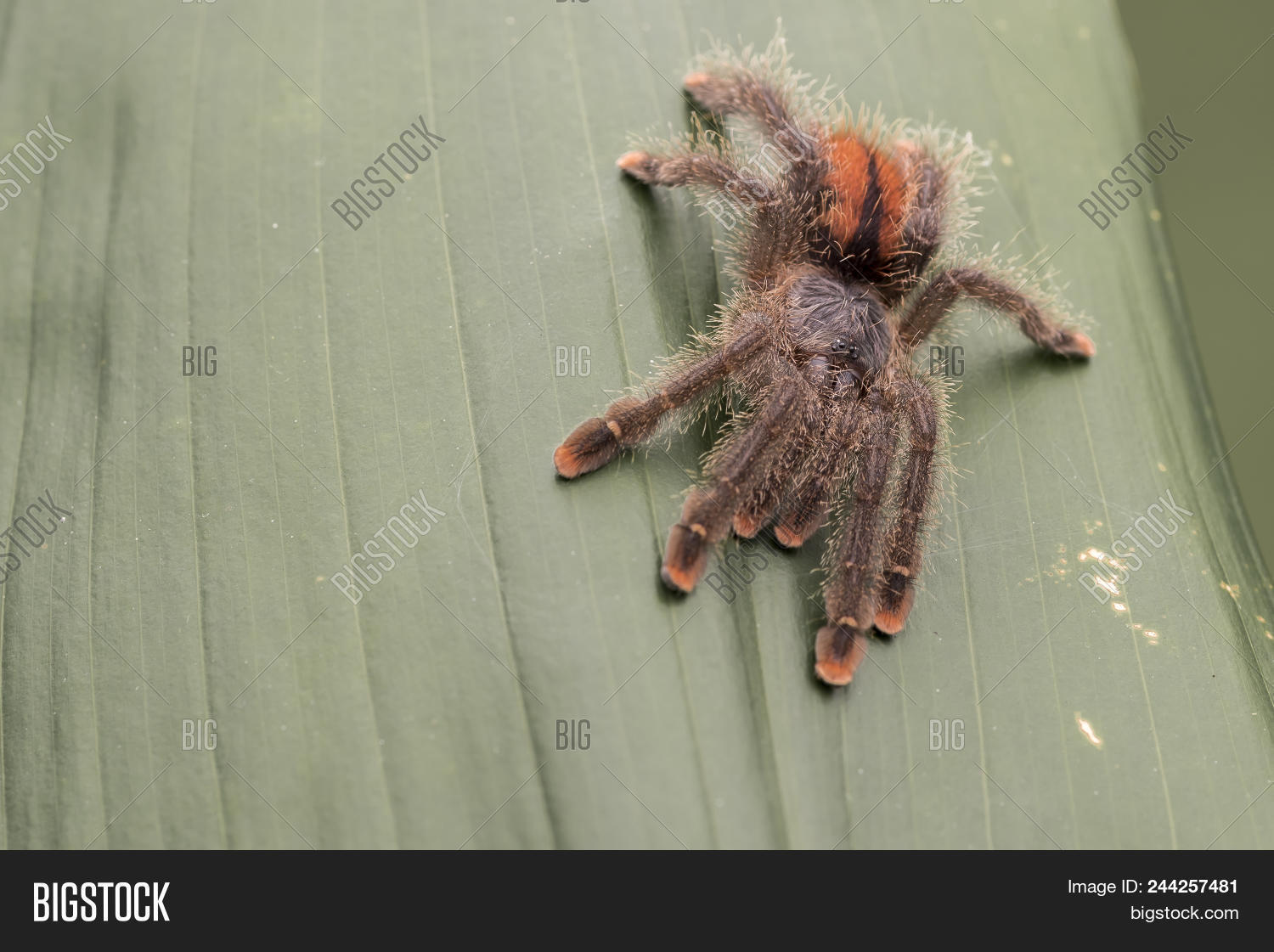 Pink Toe Tarantula. Image & Photo (Free Trial) | Bigstock