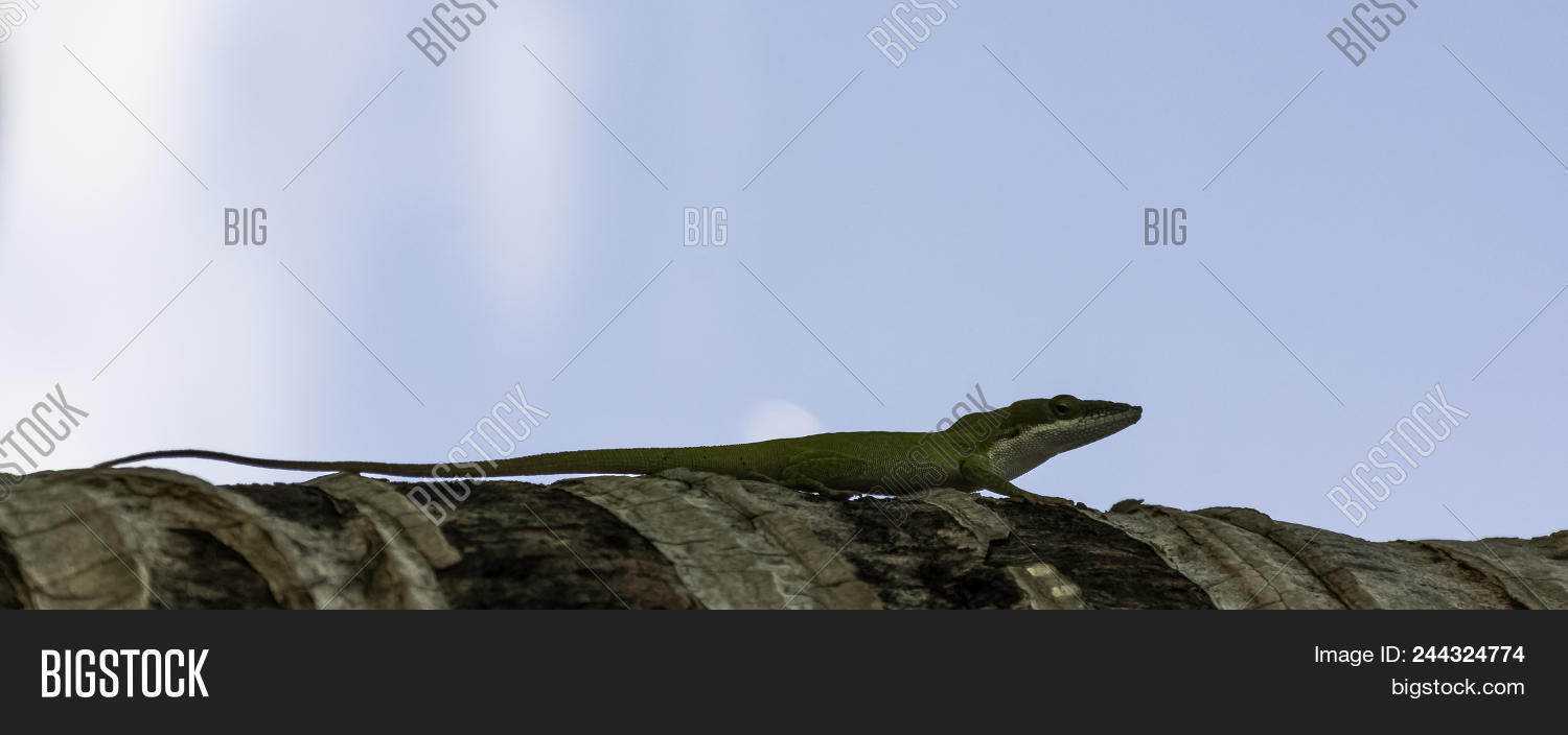 Cuban Female Lizard Image & Photo (Free Trial) | Bigstock