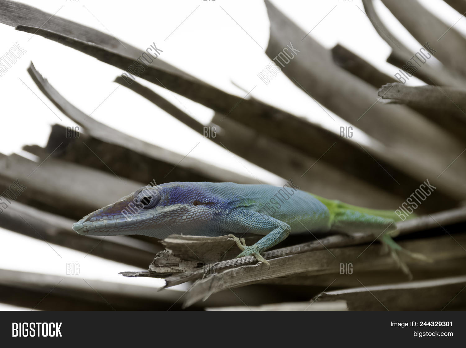 Cuban Male Lizard Image & Photo (Free Trial) | Bigstock