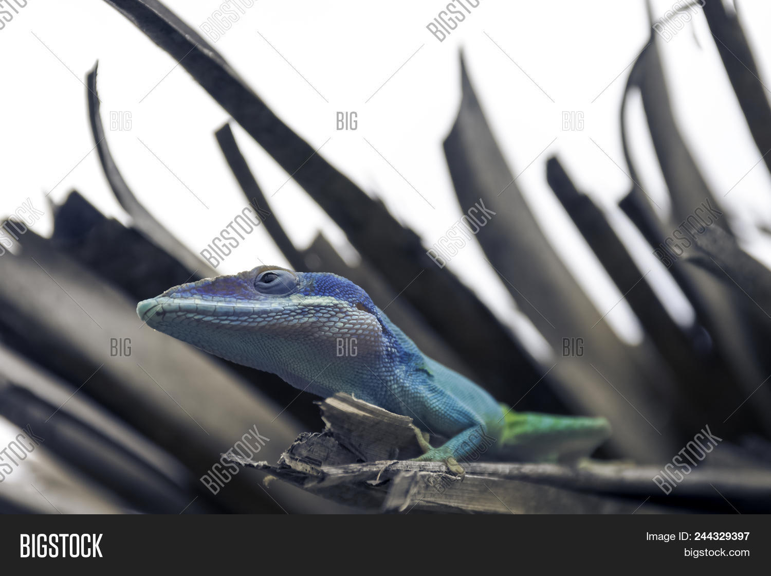 Cuban Male Lizard Image & Photo (Free Trial) | Bigstock
