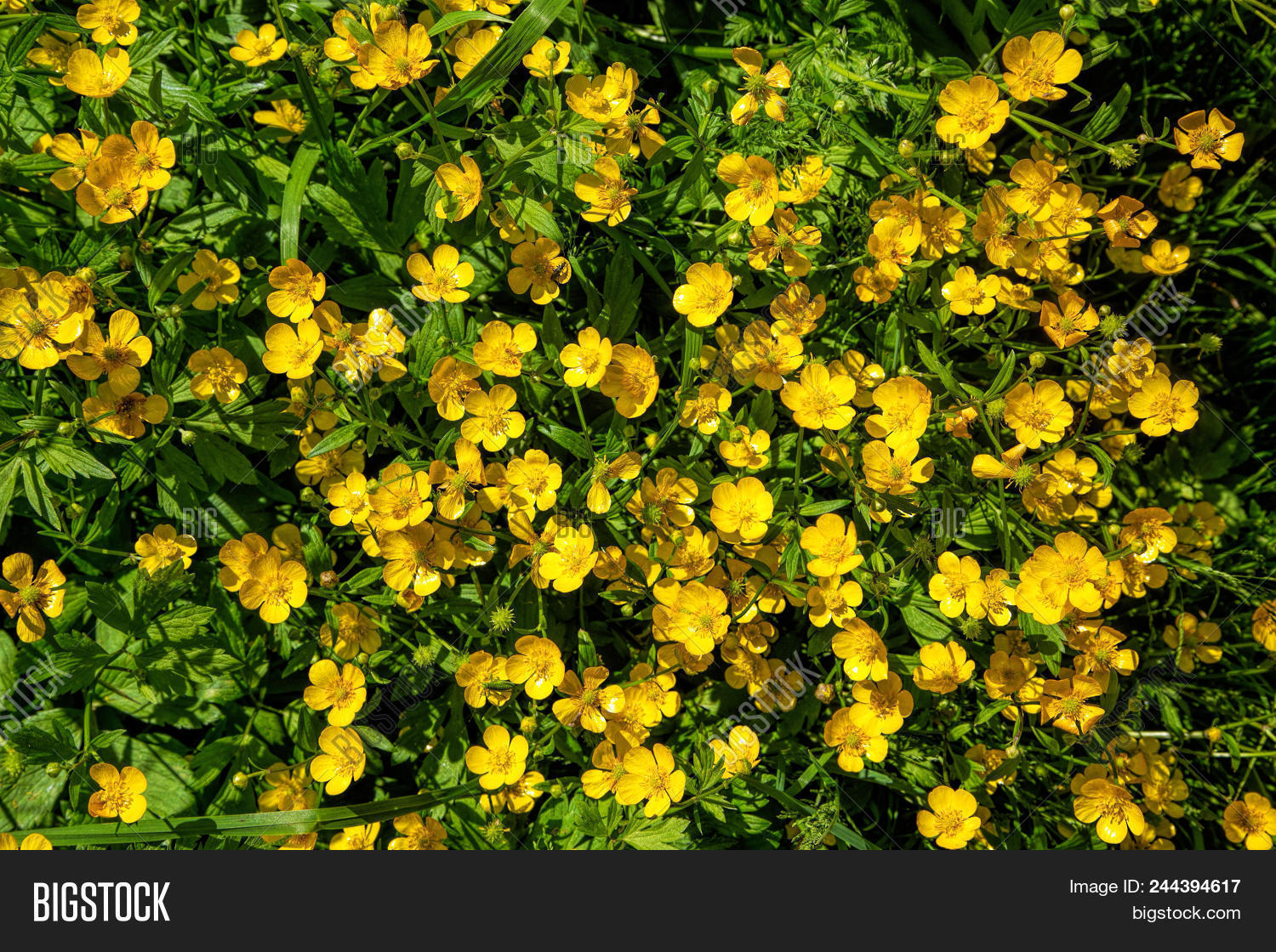 Ranunculus Acris - Image & Photo (Free Trial) | Bigstock
