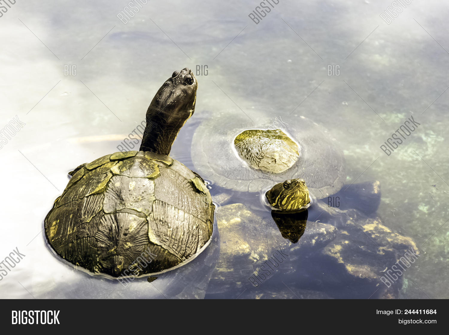 Cuban Slider ( Image & Photo (Free Trial) | Bigstock