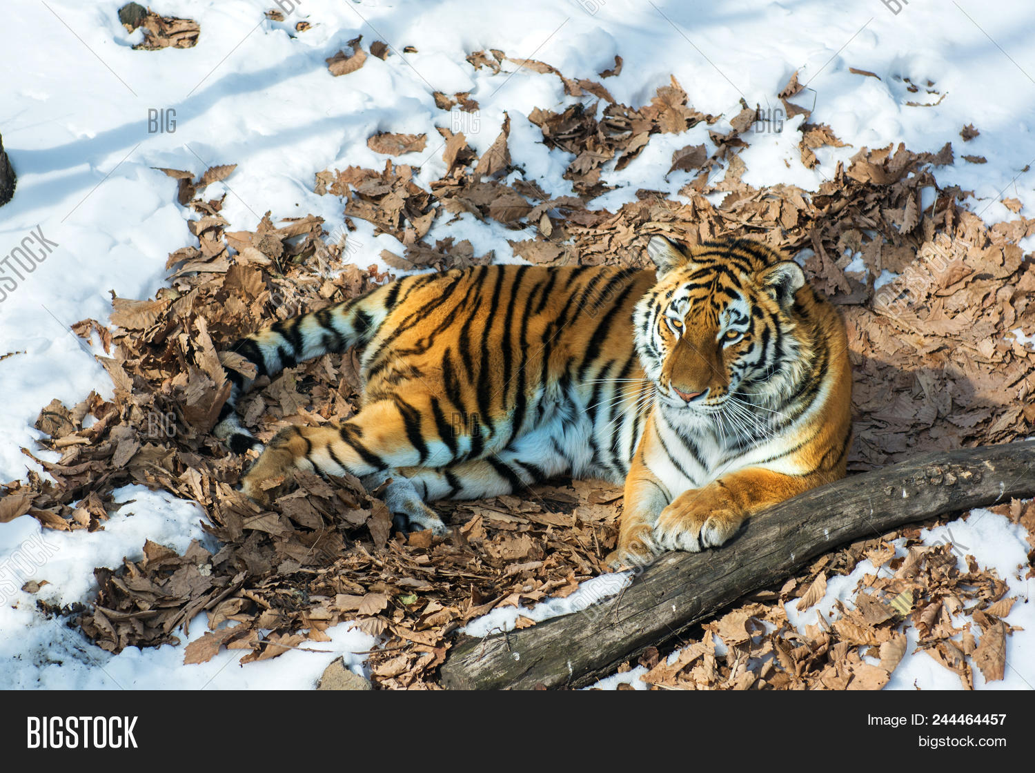 Big Tiger Snow, Image & Photo (Free Trial) | Bigstock