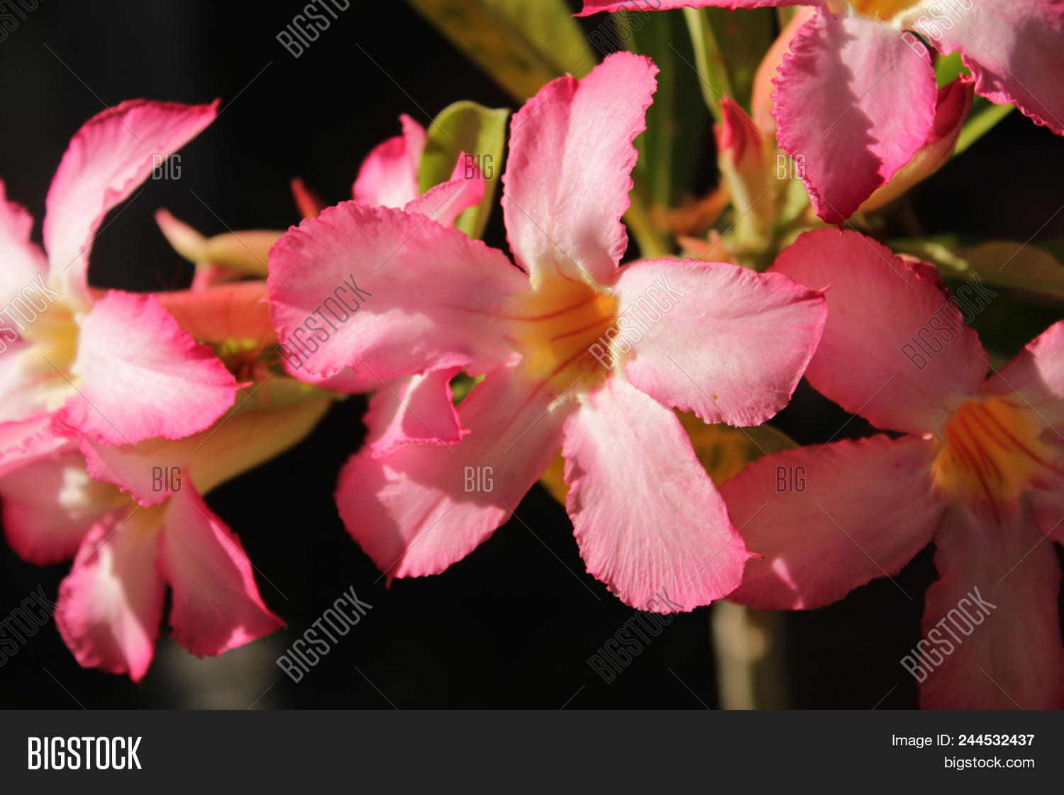 Cute Beautiful Pink Image & Photo (Free Trial) | Bigstock