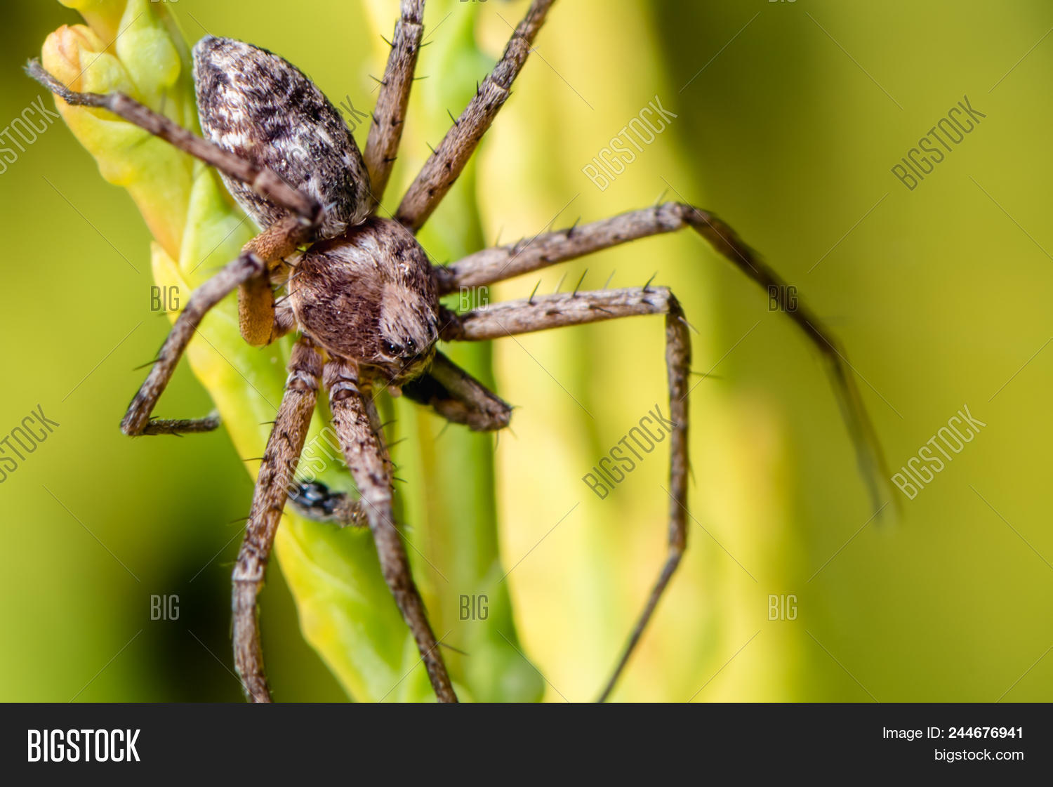 Labyrinth Spider - Image & Photo (Free Trial) | Bigstock