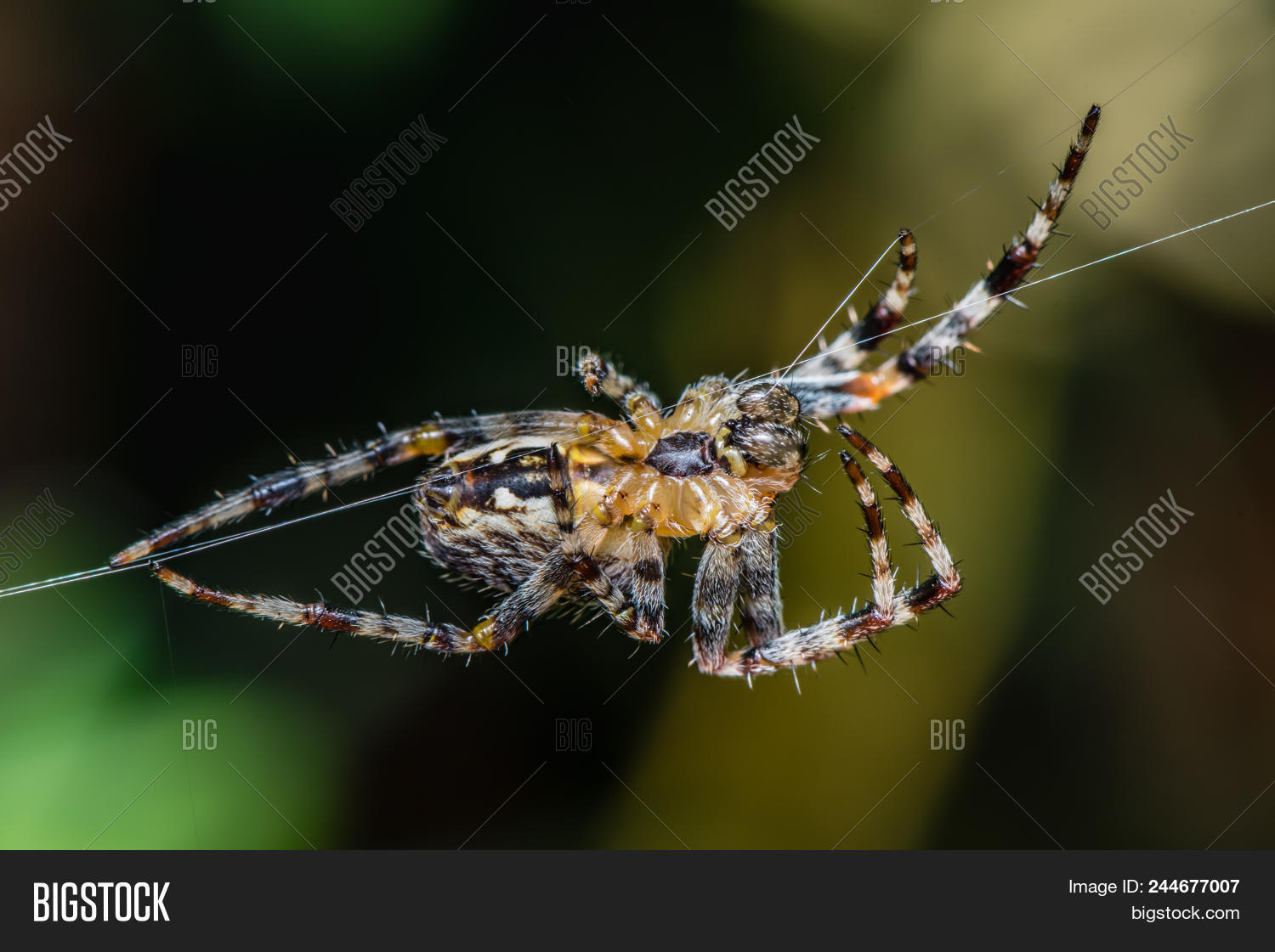 Garden Cross Spider Image & Photo (Free Trial) | Bigstock