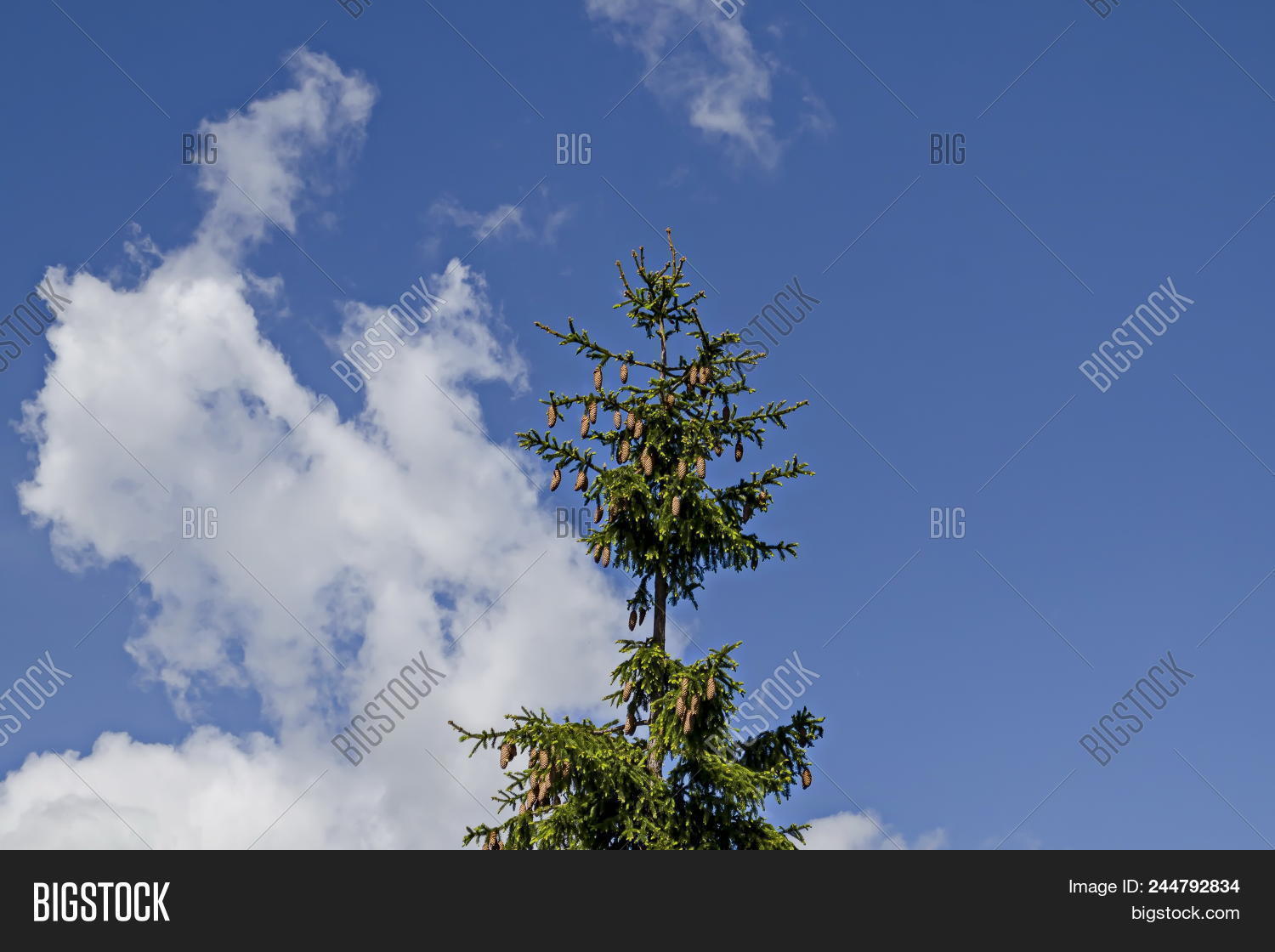 Pine Spruce Tree Image & Photo (Free Trial) | Bigstock