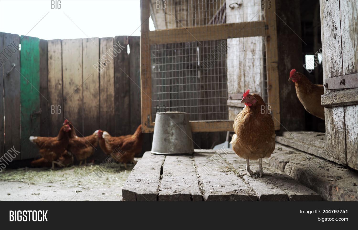 Hens Laying Hens Image & Photo (Free Trial) | Bigstock