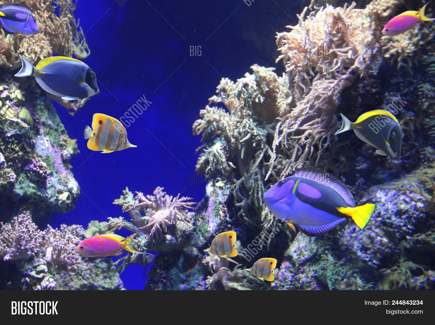 Underwater Scene Image & Photo (Free Trial) | Bigstock