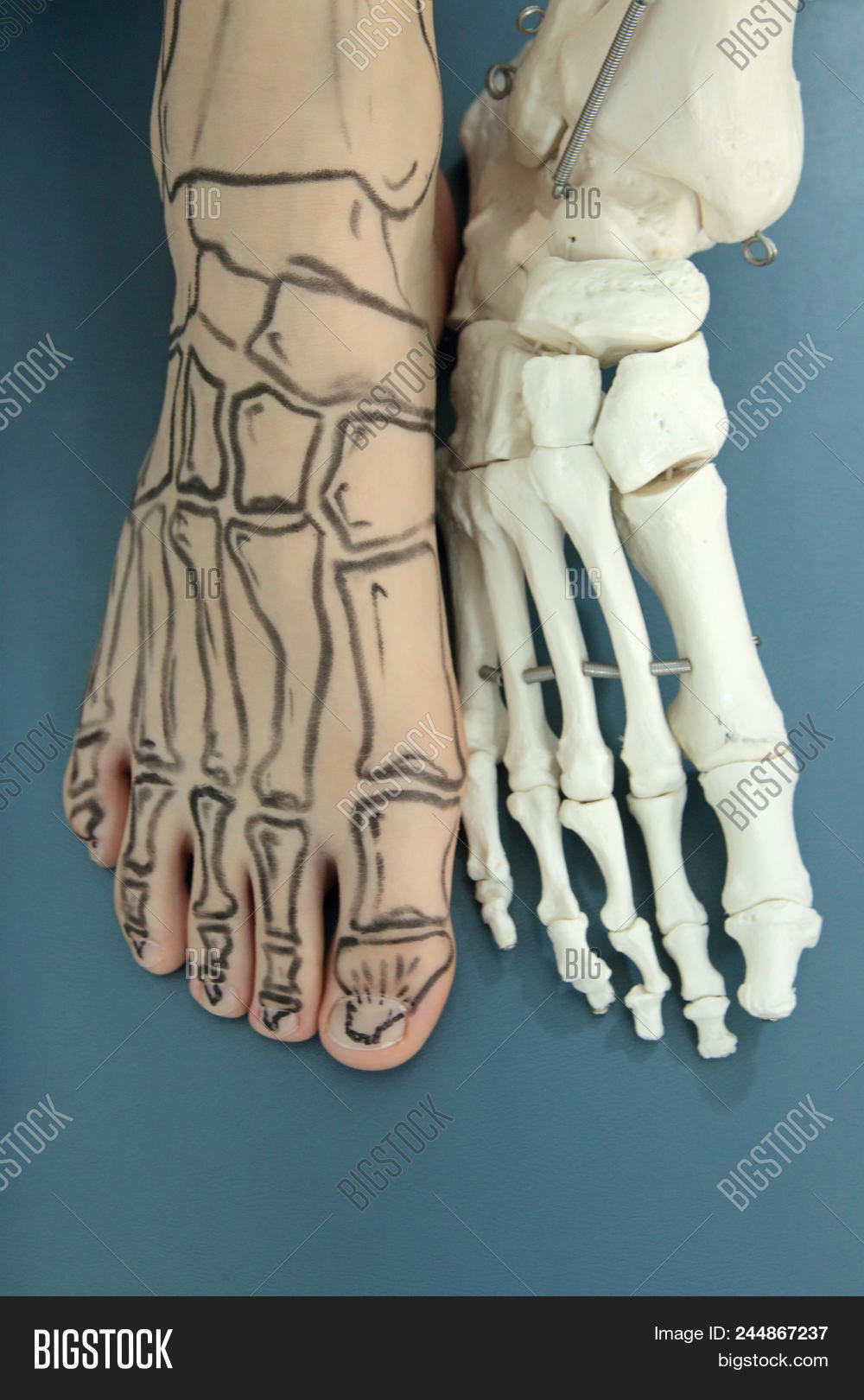 how to draw feet bones