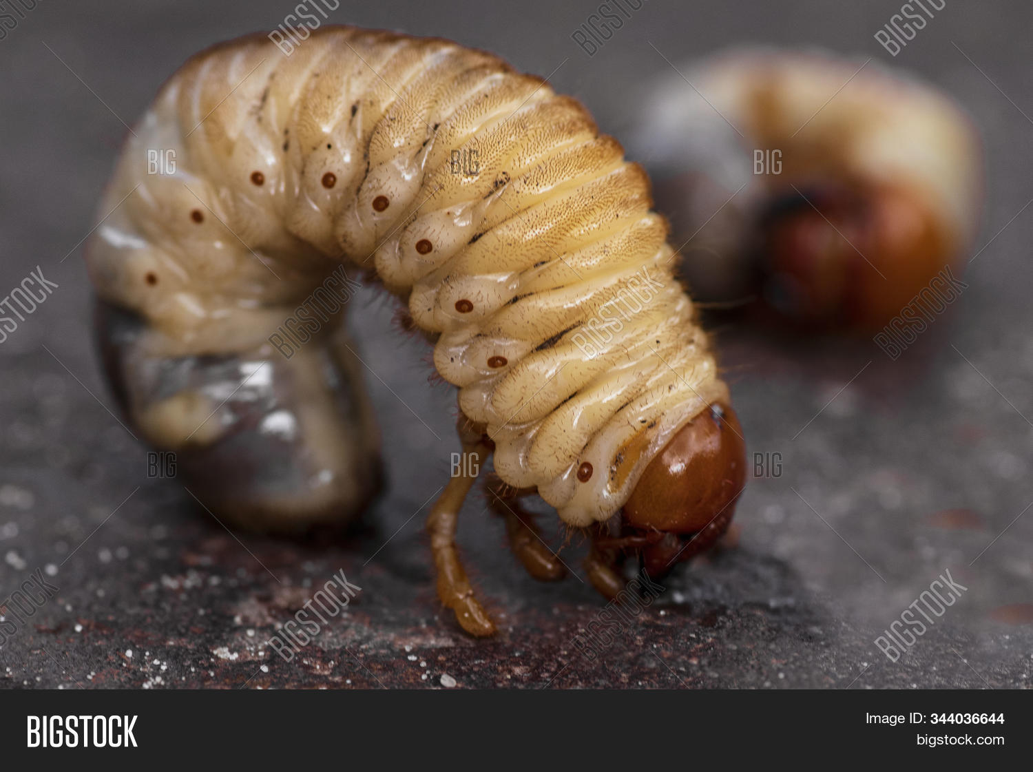 Scarab Beetle Larvae