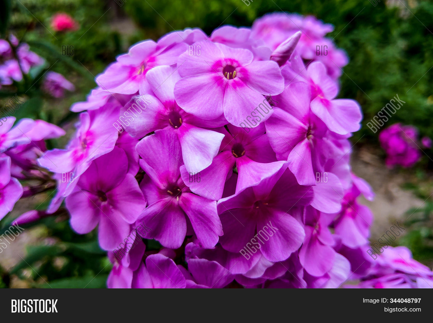 Purple Flame Flowers Image & Photo (Free Trial) | Bigstock
