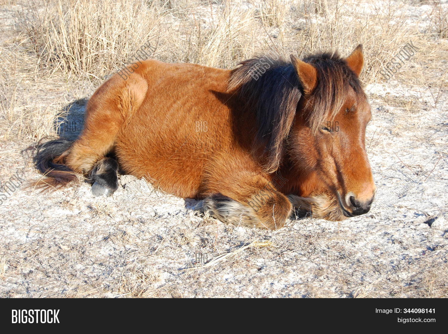 Wild Horse Resting Image & Photo (Free Trial) | Bigstock