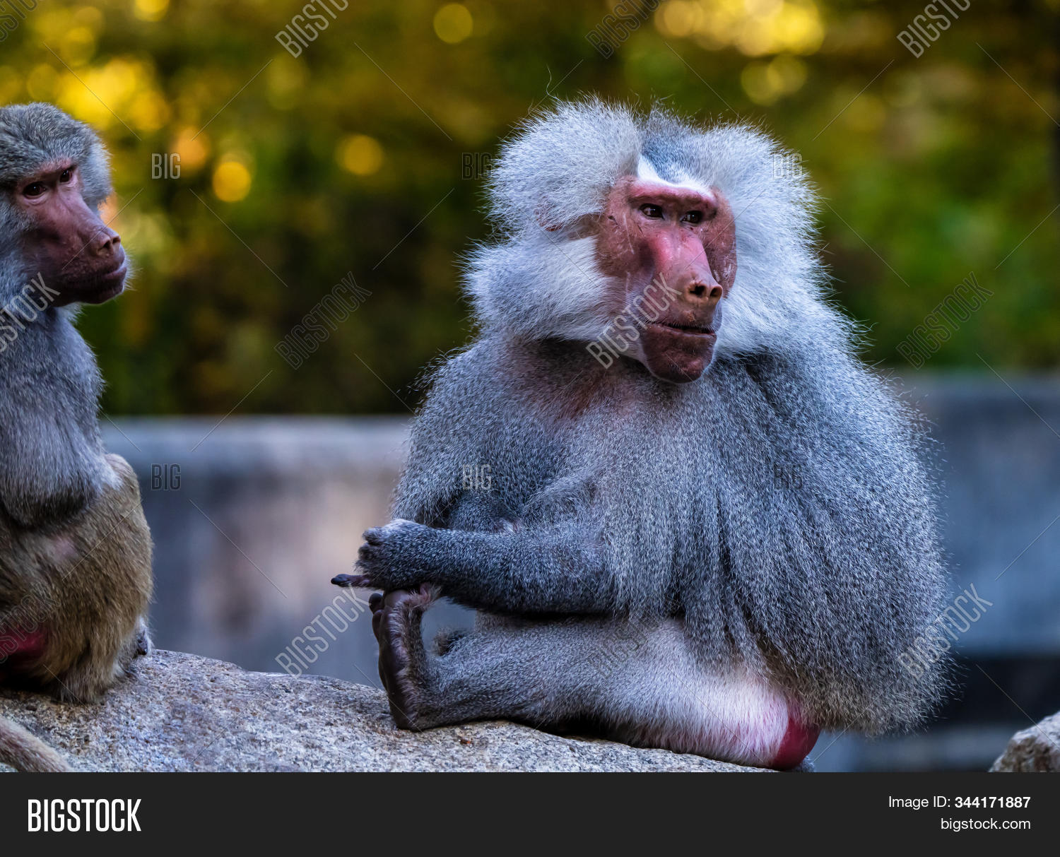 Hamadryas Baboon, Image & Photo (Free Trial) | Bigstock