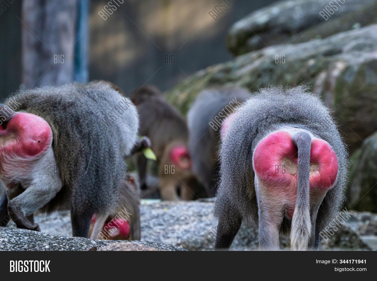 Hamadryas Baboon, Image & Photo (Free Trial) | Bigstock