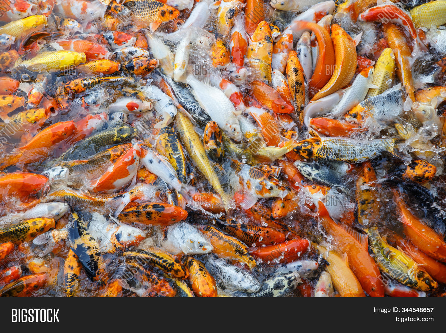 Fancy Carp, Mirror Image & Photo (Free Trial) | Bigstock