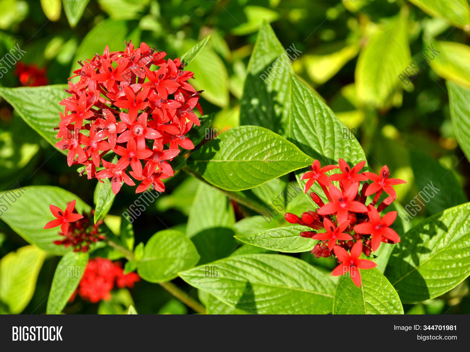 Egyptian Star Cluster Lanceolata