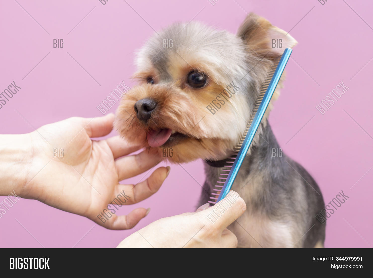 Dog Gets Hair Cut Pet Image & Photo (Free Trial) | Bigstock
