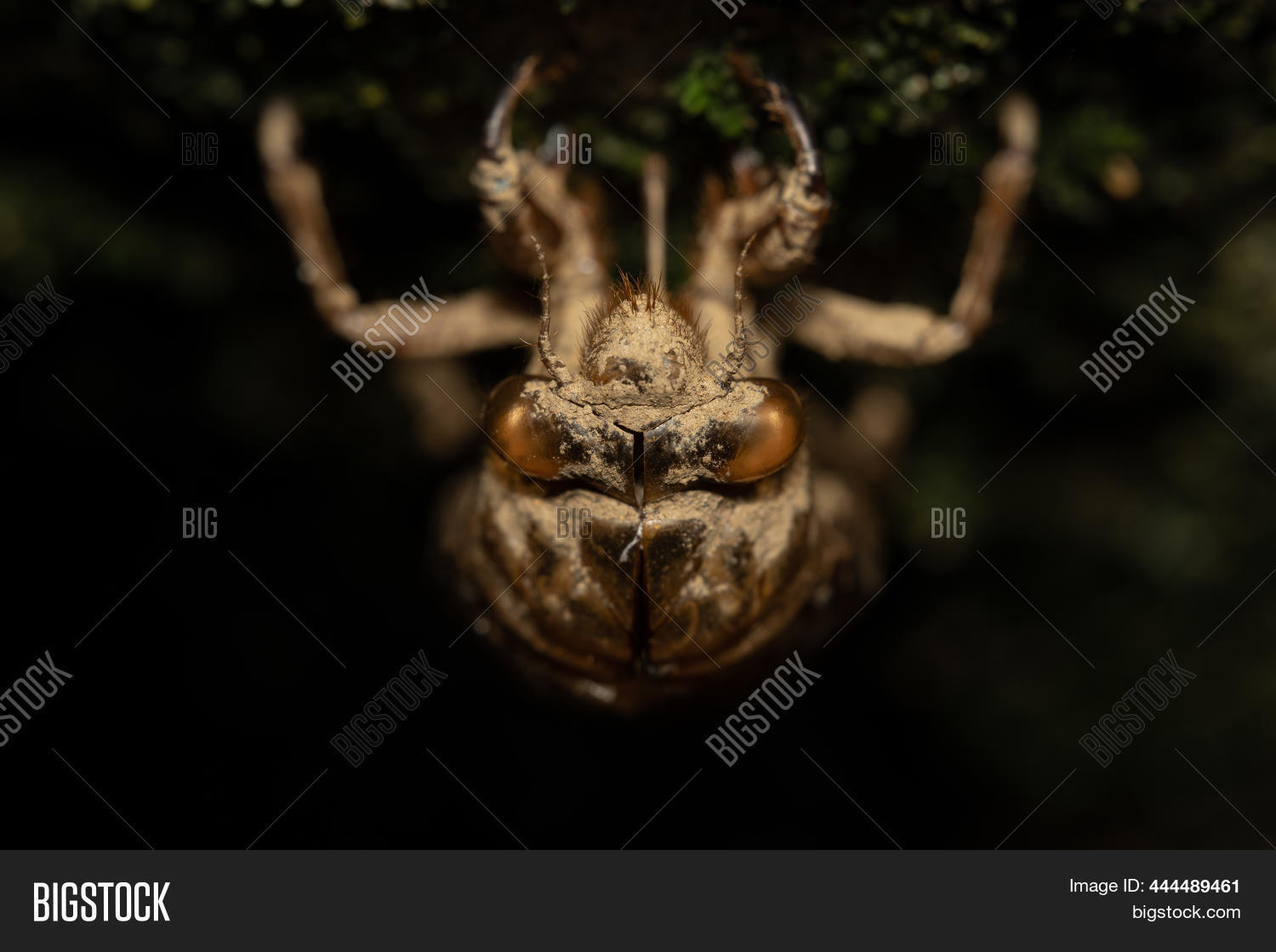 Empty Cicada Shell Image & Photo (Free Trial) | Bigstock