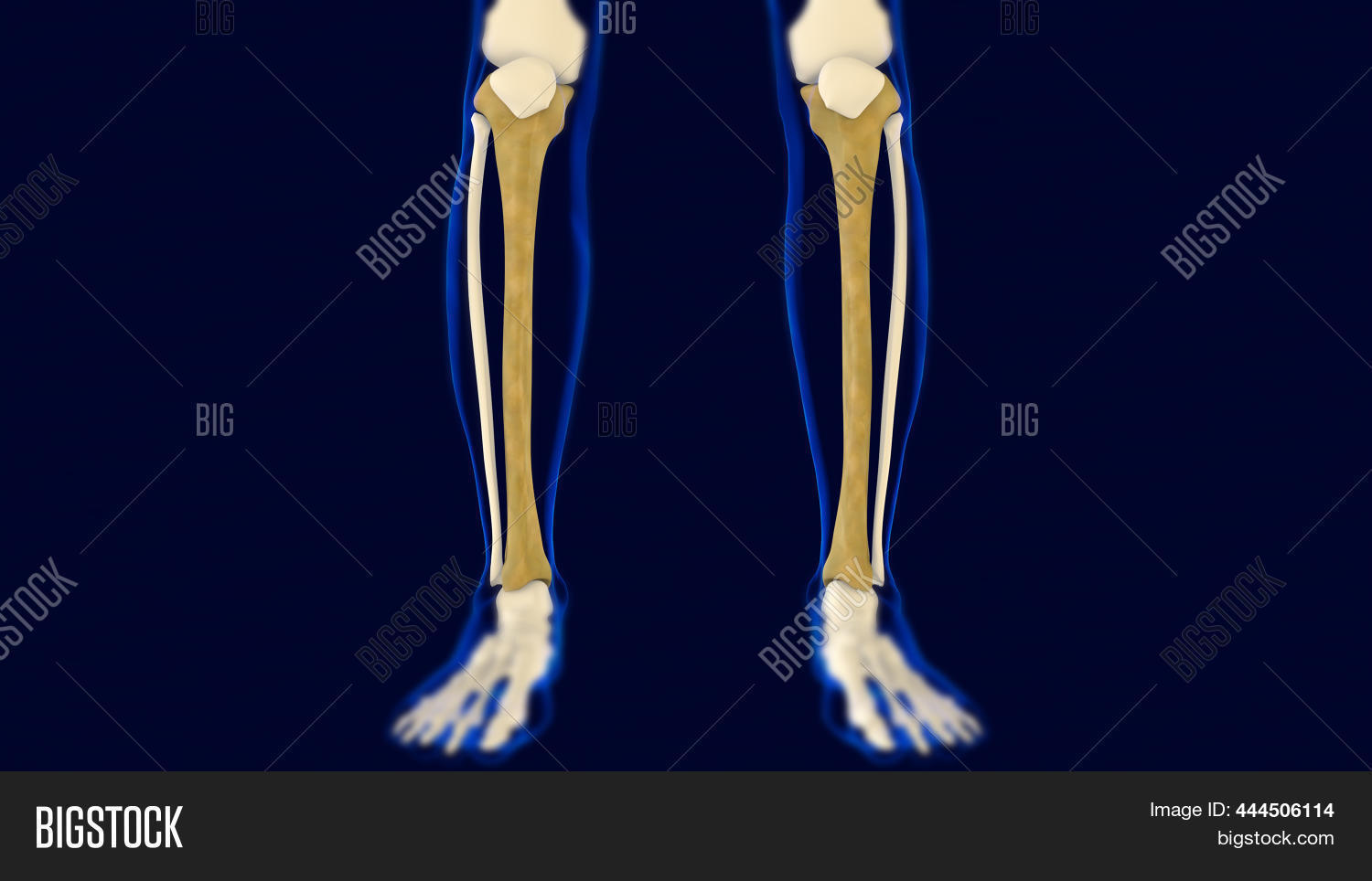 Tibia Bones Human Image & Photo (Free Trial) | Bigstock